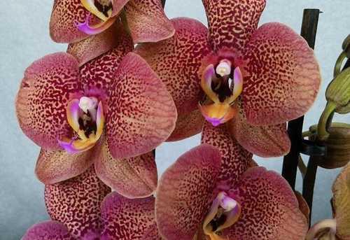 Орхидея фаленопсис Toulon