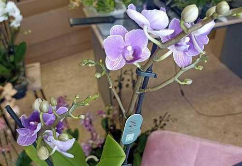 Орхидея фаленопсис Violet queen