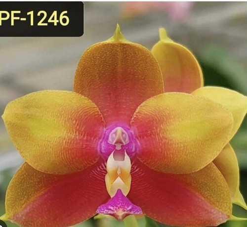 Орхидея фаленопсис PF-1246 размер 1,7
