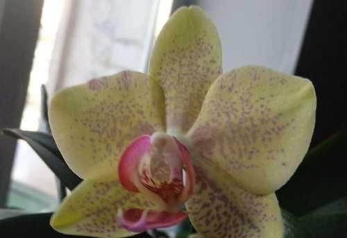 Орхидея фаленопсис Майя сортовая взрослая