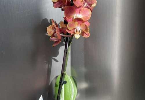 Орхидея горизонт