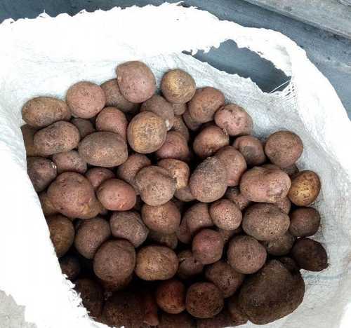 Картофель мелкий