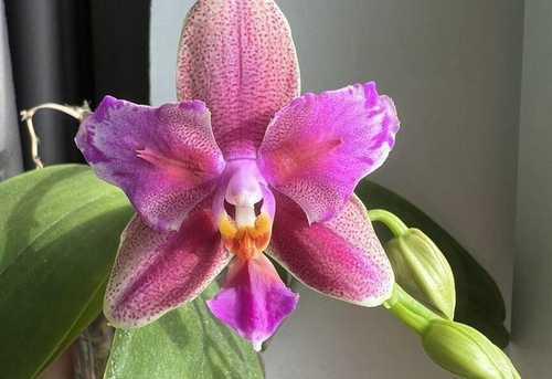 Орхидея бабочка лиодоро