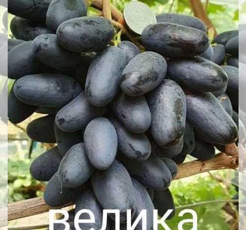 Черенки сортового винограда