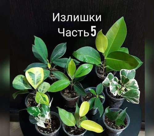 Сортовые фикусы. Часть 5
