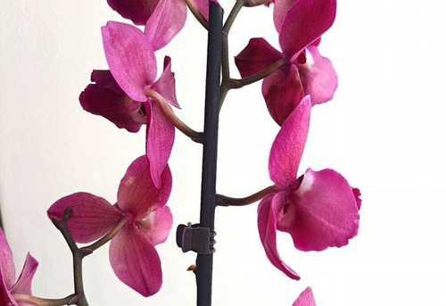 Орхидея фаленопсис пелорик Pavarotti