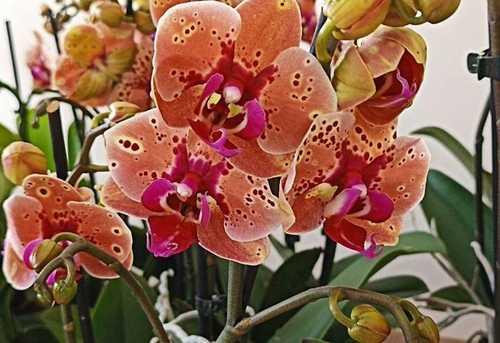 Орхидея фаленопсис новый Дикий Персик Голландия
