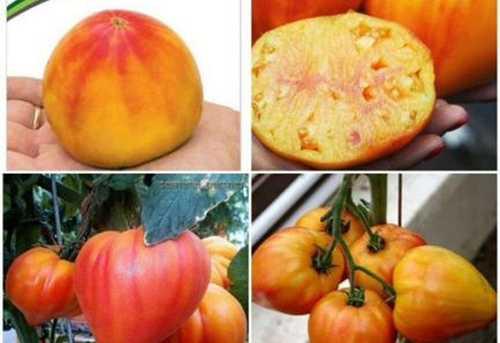 Рассада мясистых томатов (из семян аф Партнер)