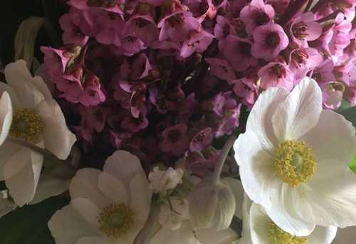 Бадан цветы многолетники японская айва