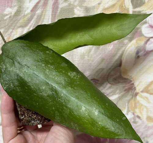 Хойя Caudata green and big leaves