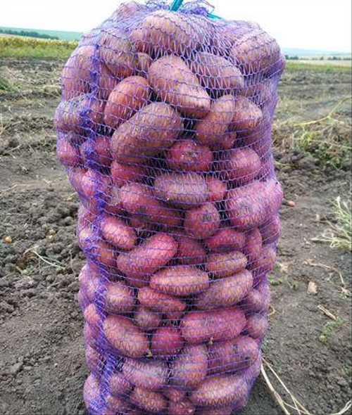 Сетка овощная