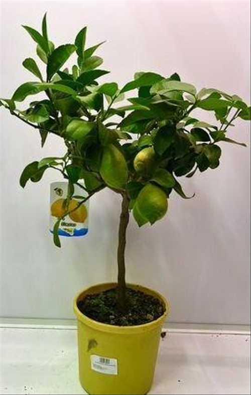 Лимонное дерево Премиум /Лимон цитрус Н 70-80см