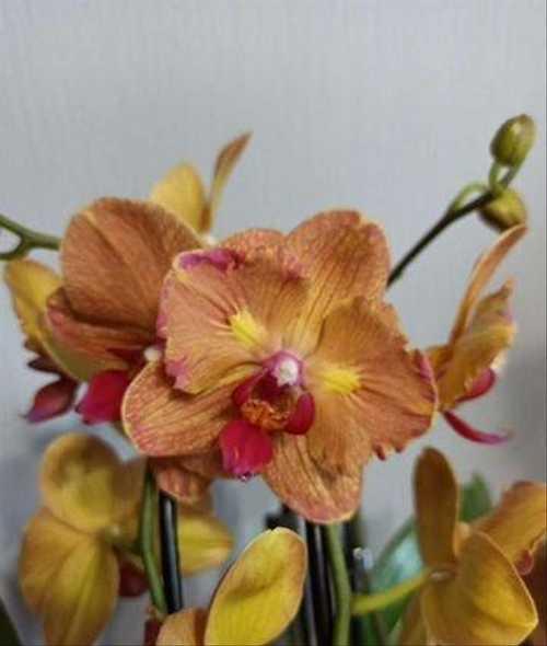 Орхидея фаленопсис Бабочка Каскад, 2 ствола