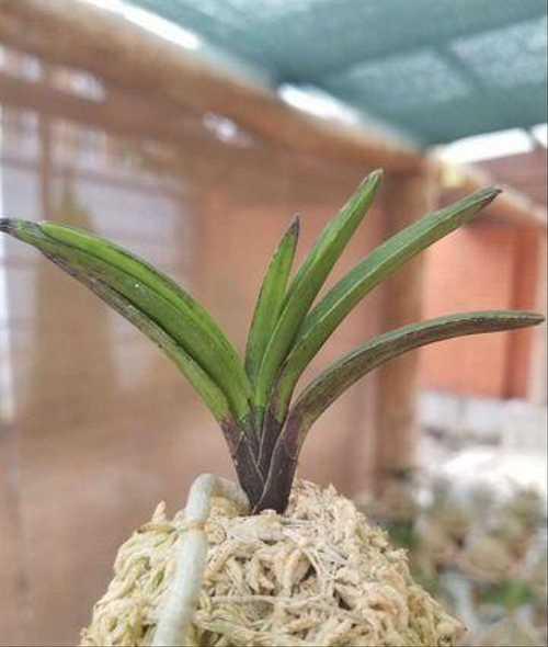 Neofinetia falcata