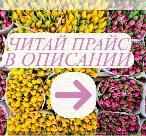 Тюльпаны оптом