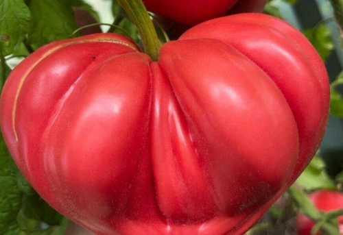 Семена томата Сердце Марты