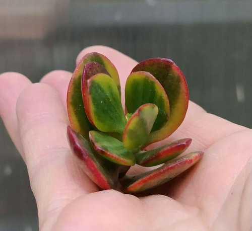 Крассула, Crassula crosby's compact variegata