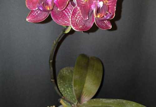 Орхидея фаленопсис I-Hsin Cherry Bomb '228'