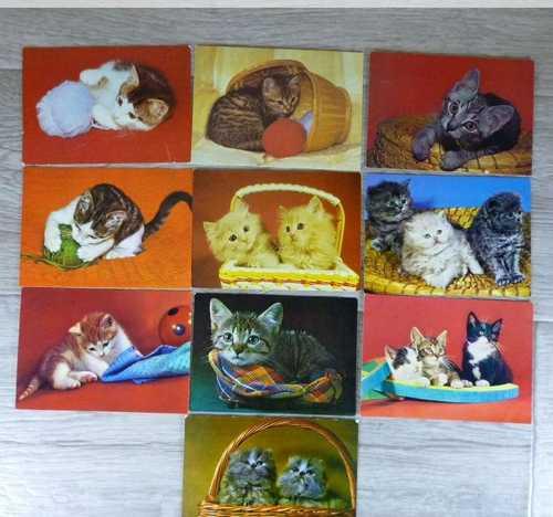 Открытки кошки коты котята №3