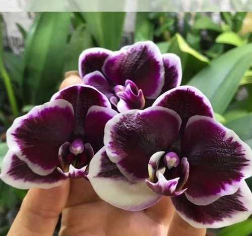 Орхидея фаленопсис Phal. Ever Spring Prince Star