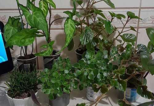 Растения для дома и офиса разные