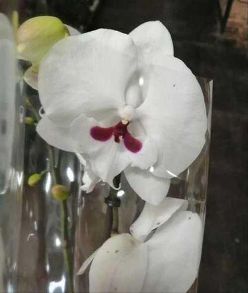 Орхидея фаленопсис Биг Лип Реянг Принц