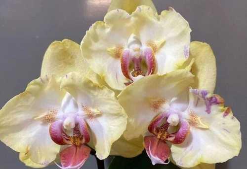 Орхидея бабочка PF-5053