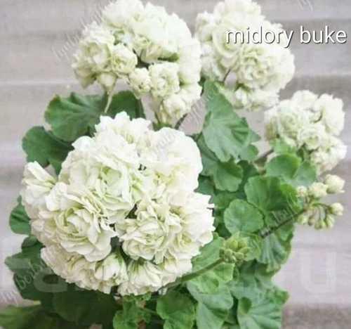 Пеларгония midory buke