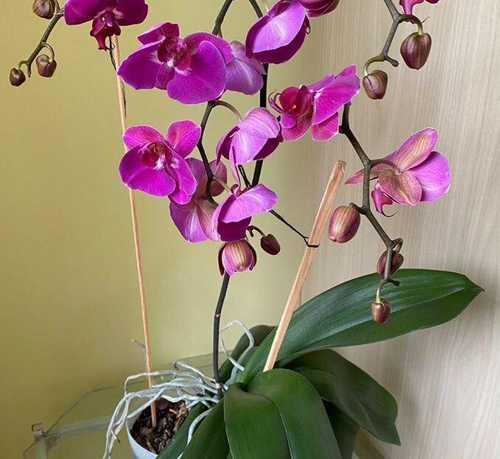 Орхидея фаленопсис цветущая