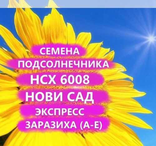 Семена подсолнечника нсх 6008 Гибрид нс, Ростов