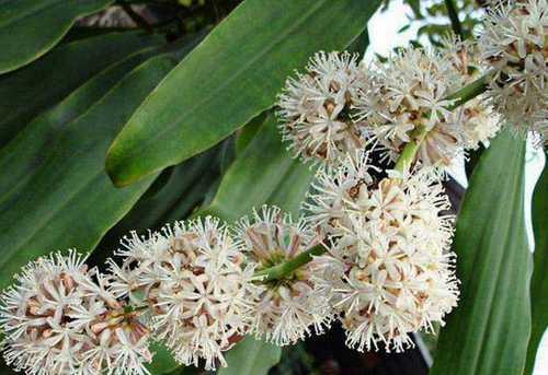 Драцена душистая (Dracaena fragrans)