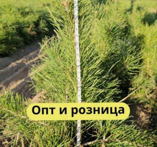 Саженцы сосны обыкновенной окс оптом