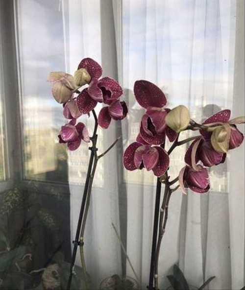 Орхидея фаленопсис Кимоно пелорик