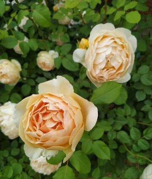 Английская роза Джуд зе Обскур