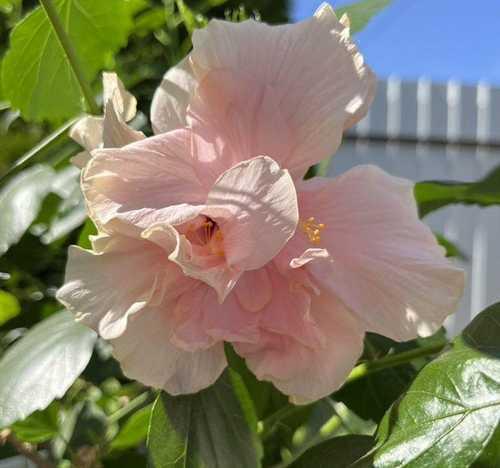 Гибискус Apple Blossom (Яблоневый цвет)