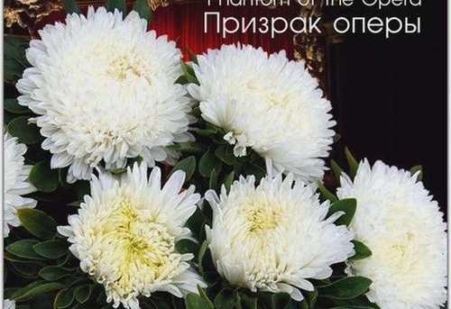 Астра Хризантелла Призрак оперы 30 шт
