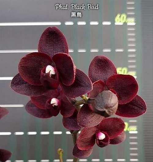 Орхидея фаленопсис Чёрная птичка