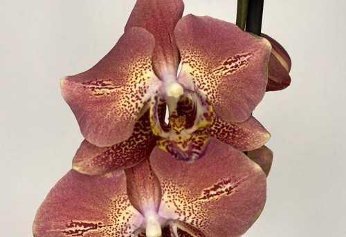 Орхидея фаленопсис леко фантастик