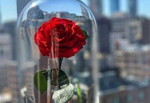 Вечно живая роза