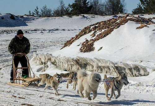 Аутентичные нарты для катания на собачьих упряжках