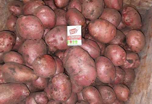 Продам картофель красный