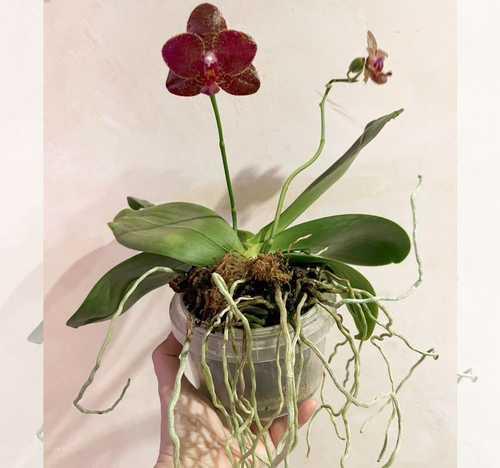 Орхидея Phal. Miro Gold Mosla