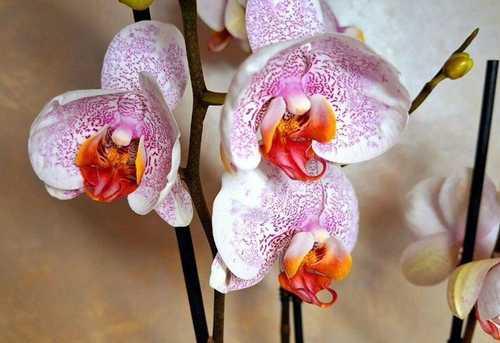 Орхидея фаленопсис 3 цв