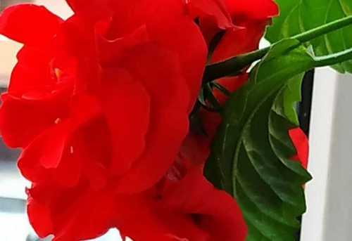 Гибискус китайская роза красные махровые цветы