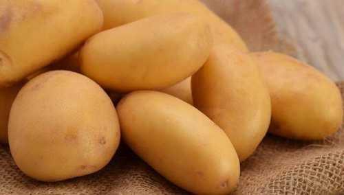 Семенной картофель для посадки на второй урожай