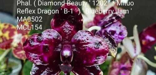 Фаленопсис MCL154 Mituo Reflex DD’ Blueberry Jam ‘