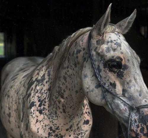 Конский перегной в мешках