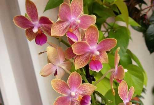 Ароматная орхидея фаленопсис Утренний Бриз