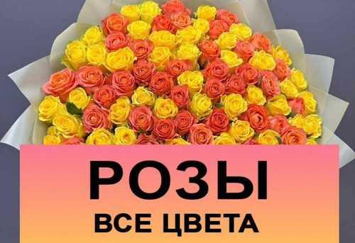 Розы от производителя, высокие розы