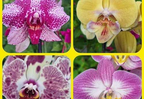 Сортовая орхидеия фаленопсис - 4